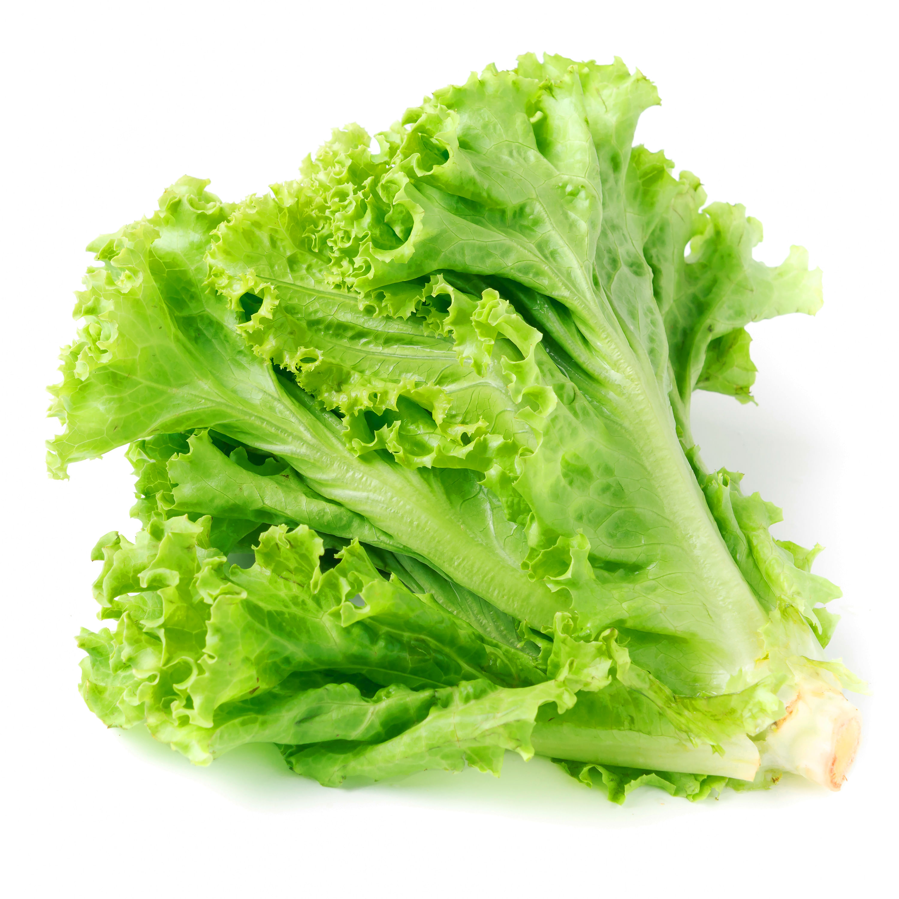 Comprar Lechuga Fresse Bolsa | Walmart Nicaragua - Walmart | Nicaragua